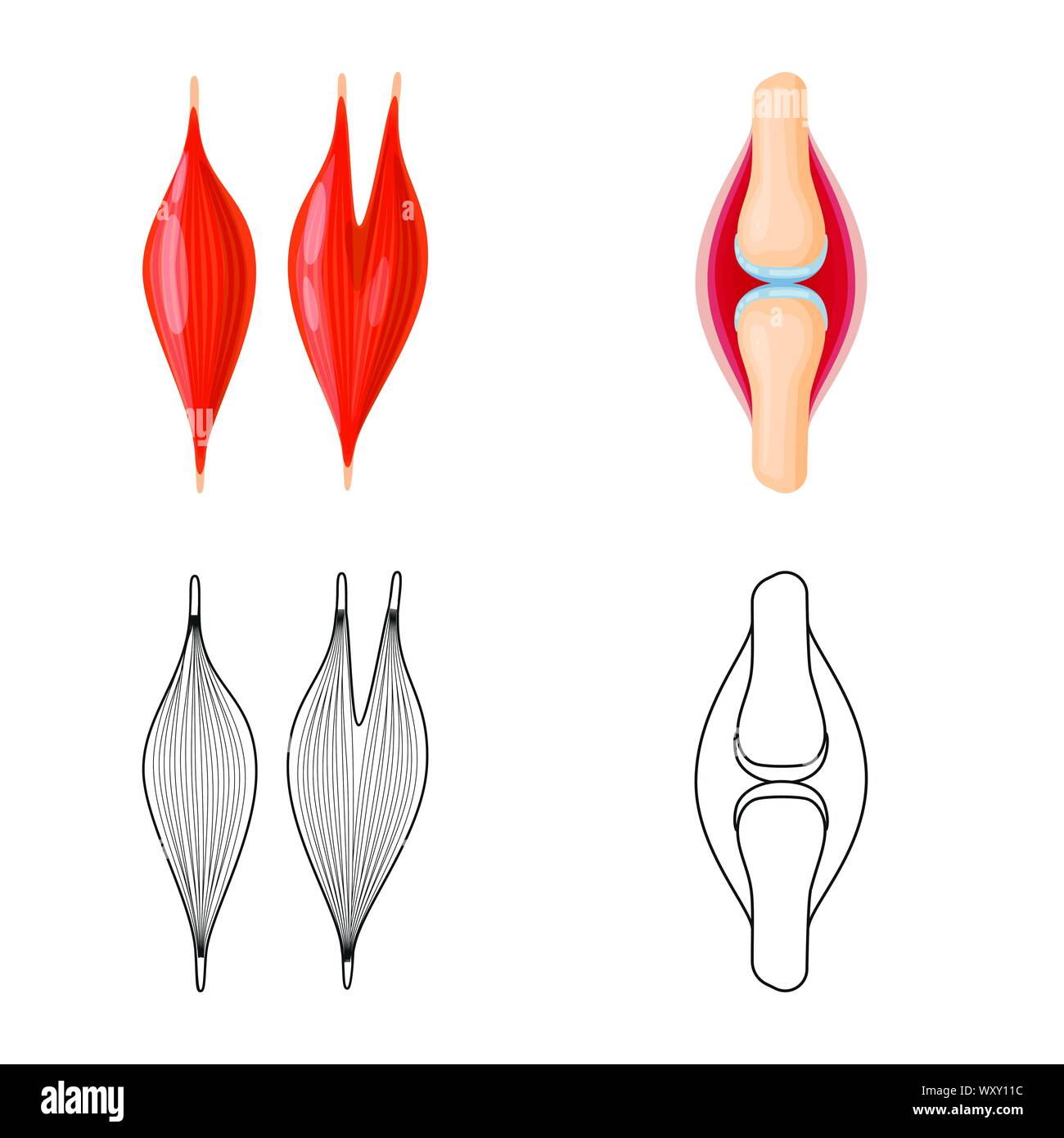 Vector Vectors Stock Vector Image & Art - Alamy