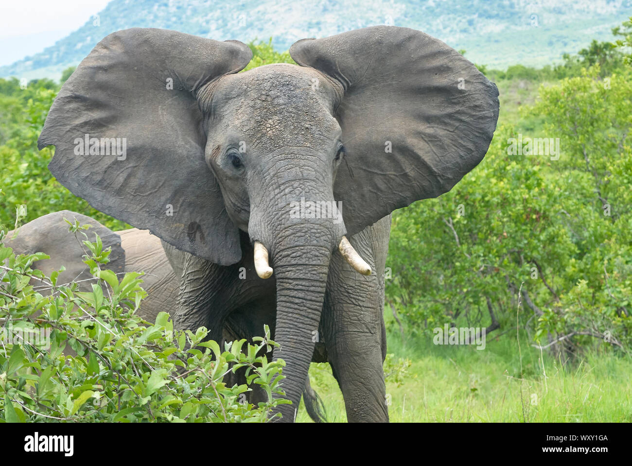 African elephant ears spread hi-res stock photography and images - Alamy