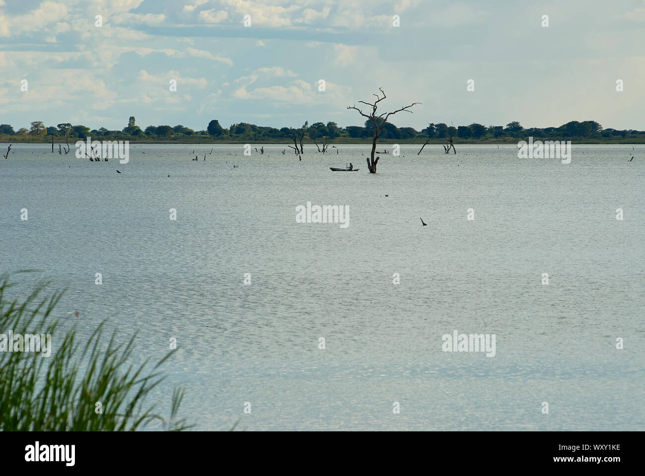 Flooded dead treas in Lake Hombolo, Tanzania Stock Photo - Alamy