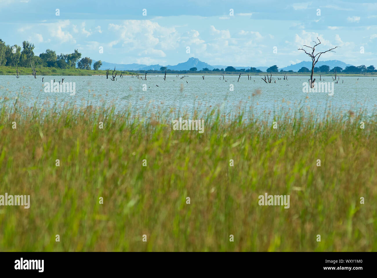 Flooded dead treas in Lake Hombolo, Tanzania Stock Photo - Alamy