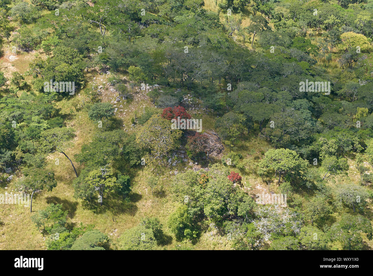 Aerial photograph of an African woodland near Chunya, Tanzania Stock ...