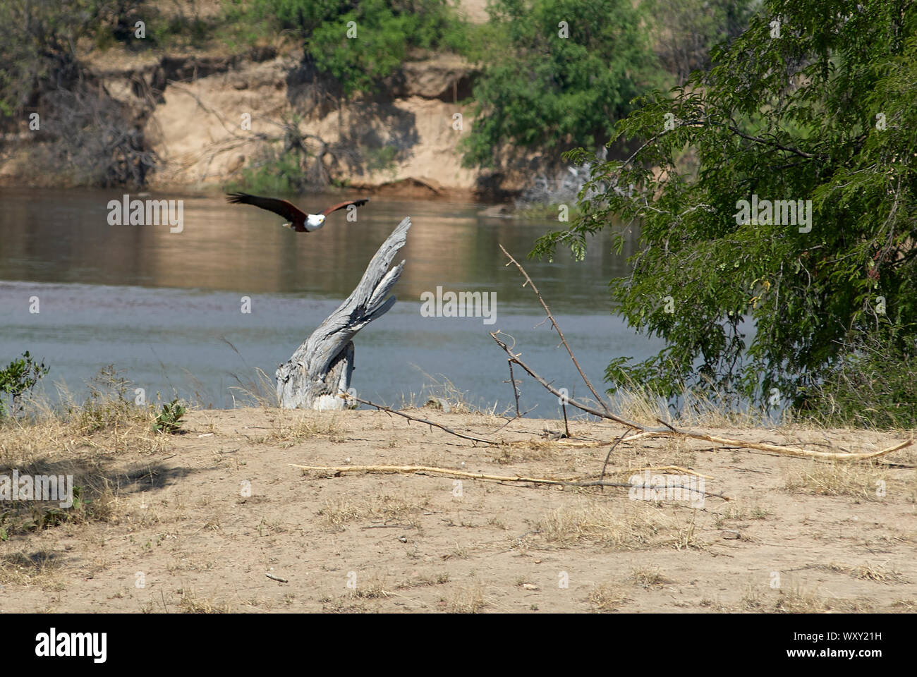 African Fish Eagle soaring over Ruaha River, Tanzania Stock Photo - Alamy