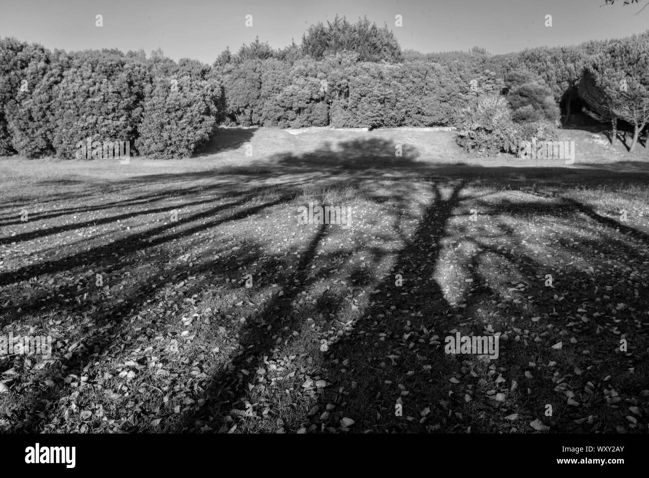 Trees and Shadows Stock Photo - Alamy