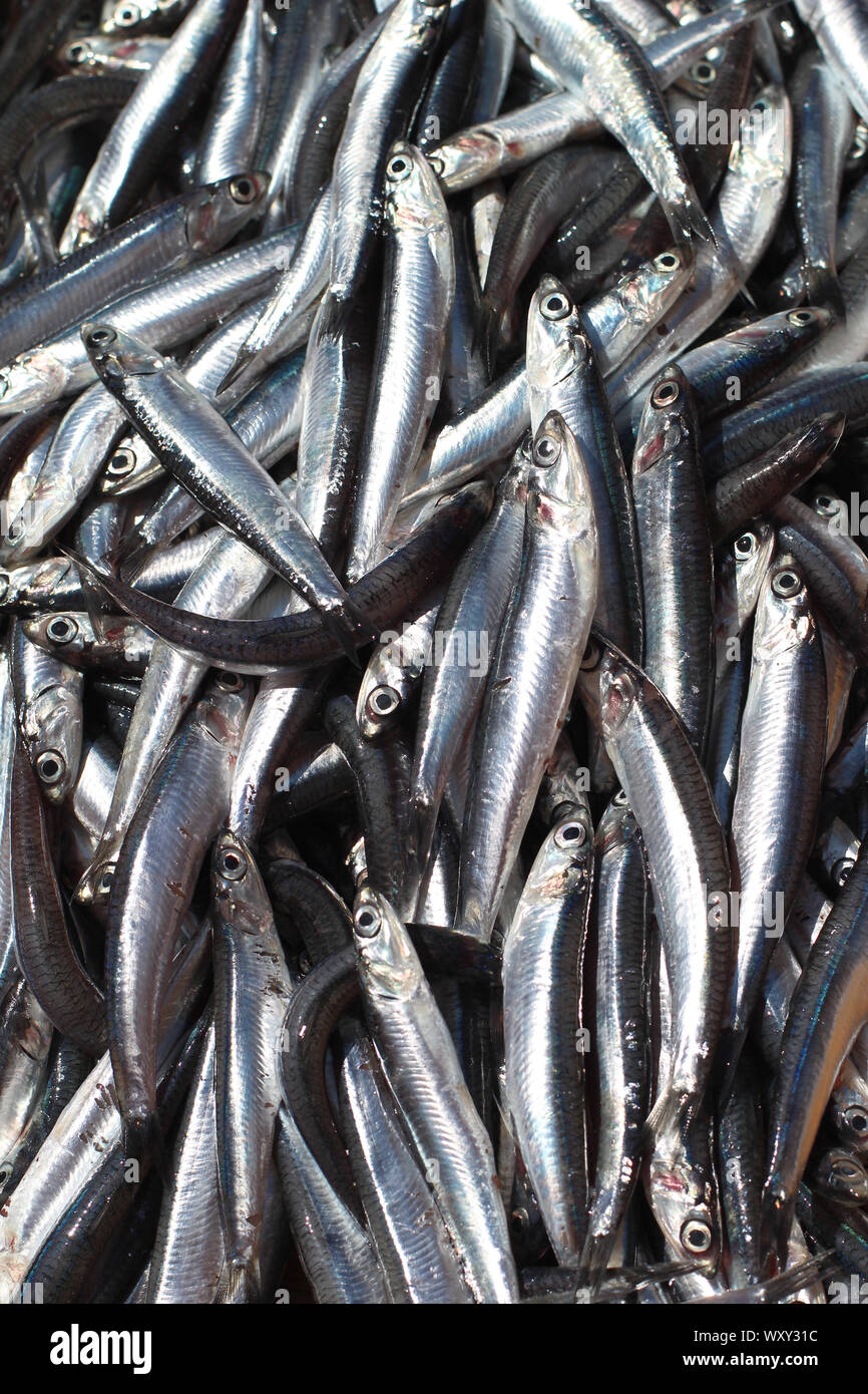 Fresh catch of anchovy in the fish market Stock Photo - Alamy