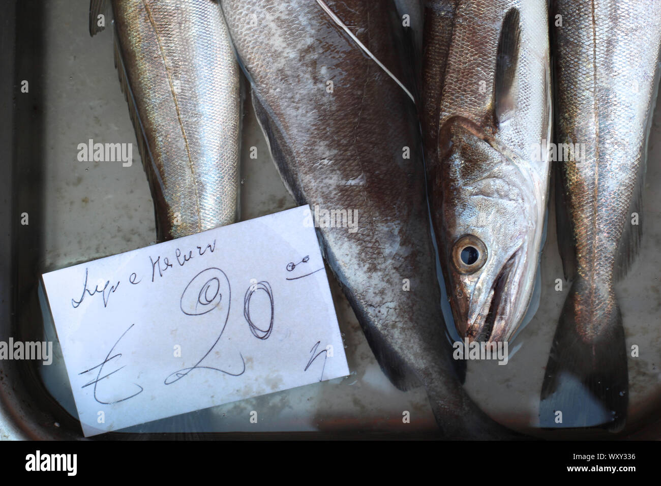 Fresh catch of hake at the fish market with a price tag Stock Photo - Alamy