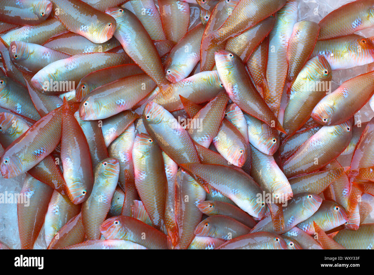 Fresh catch of delicious sea fish on the market counter Stock Photo - Alamy