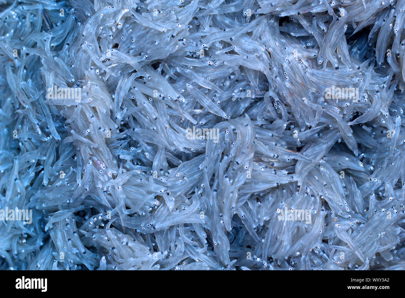 Delicate small transparent noodle fish on the fish market counter Stock ...