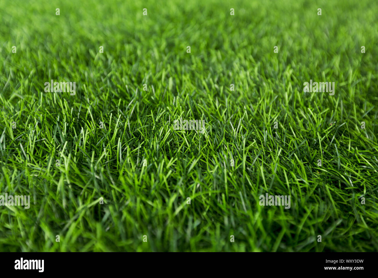 Fresh spring or summer wet grass in park, green background Stock Photo ...