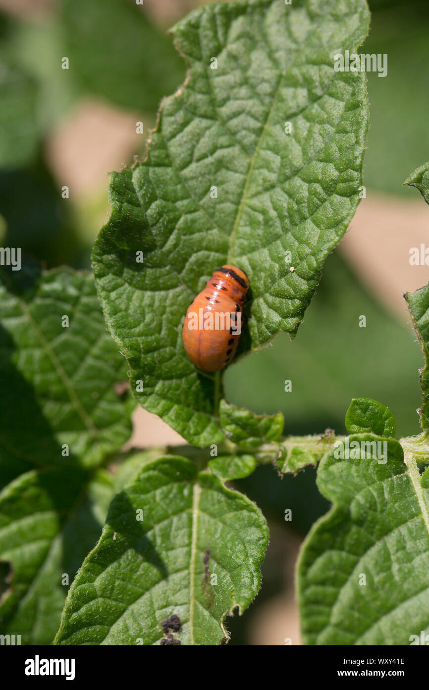 Pests larva destroy crop, insecticide, bug Stock Photo - Alamy
