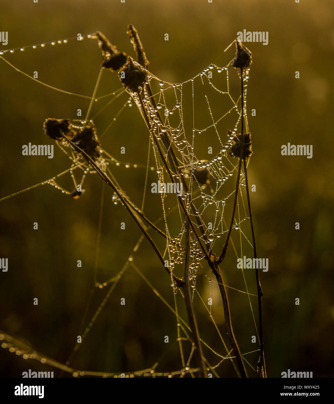Entangled spider hi-res stock photography and images - Alamy