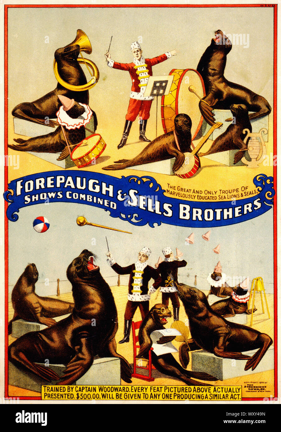 Marvelously Trained Sea Lions Seals Poster for Forepaugh Sells Brothers ...