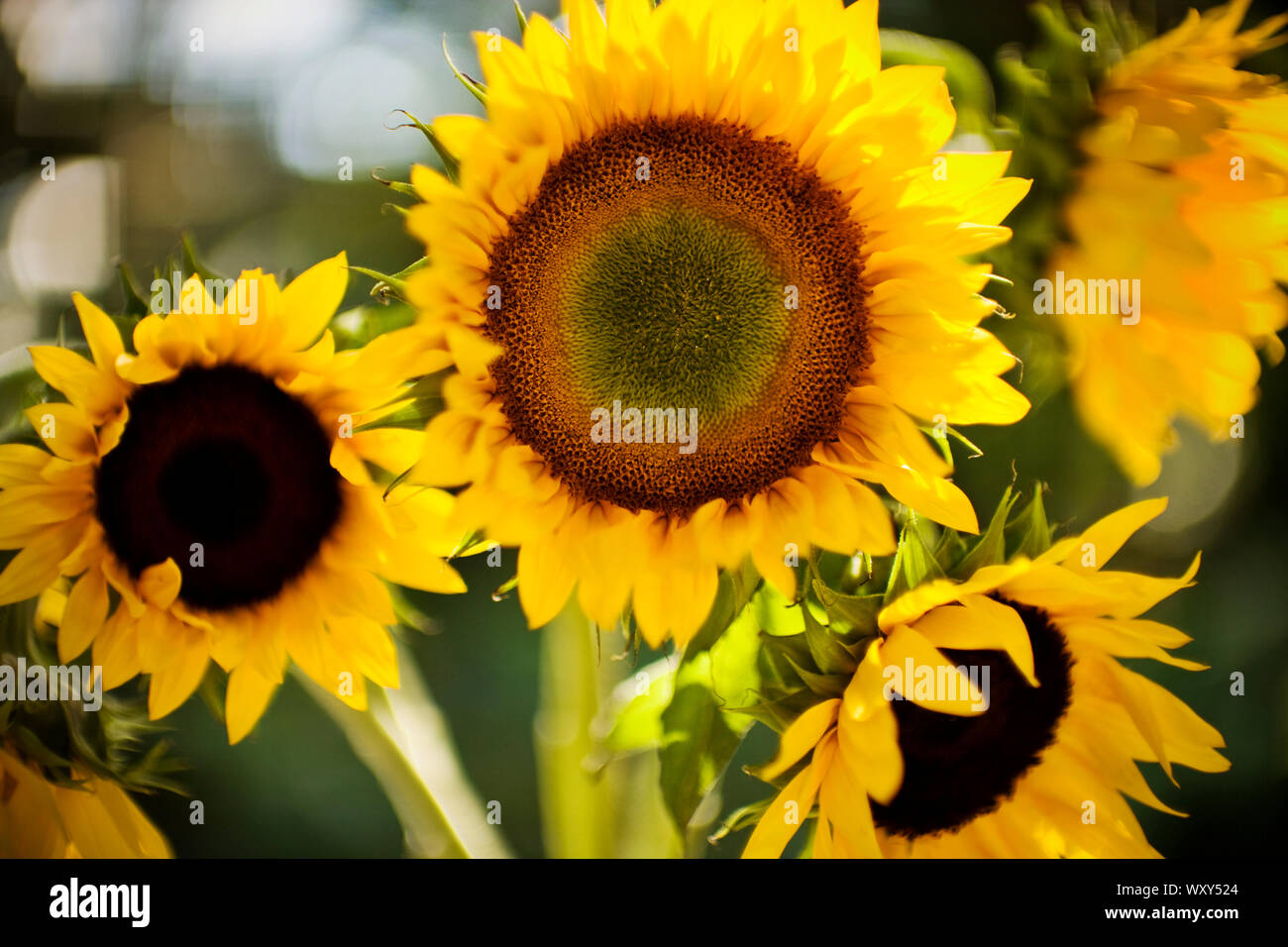 Bunch of sunflowers in the sun Stock Photo - Alamy