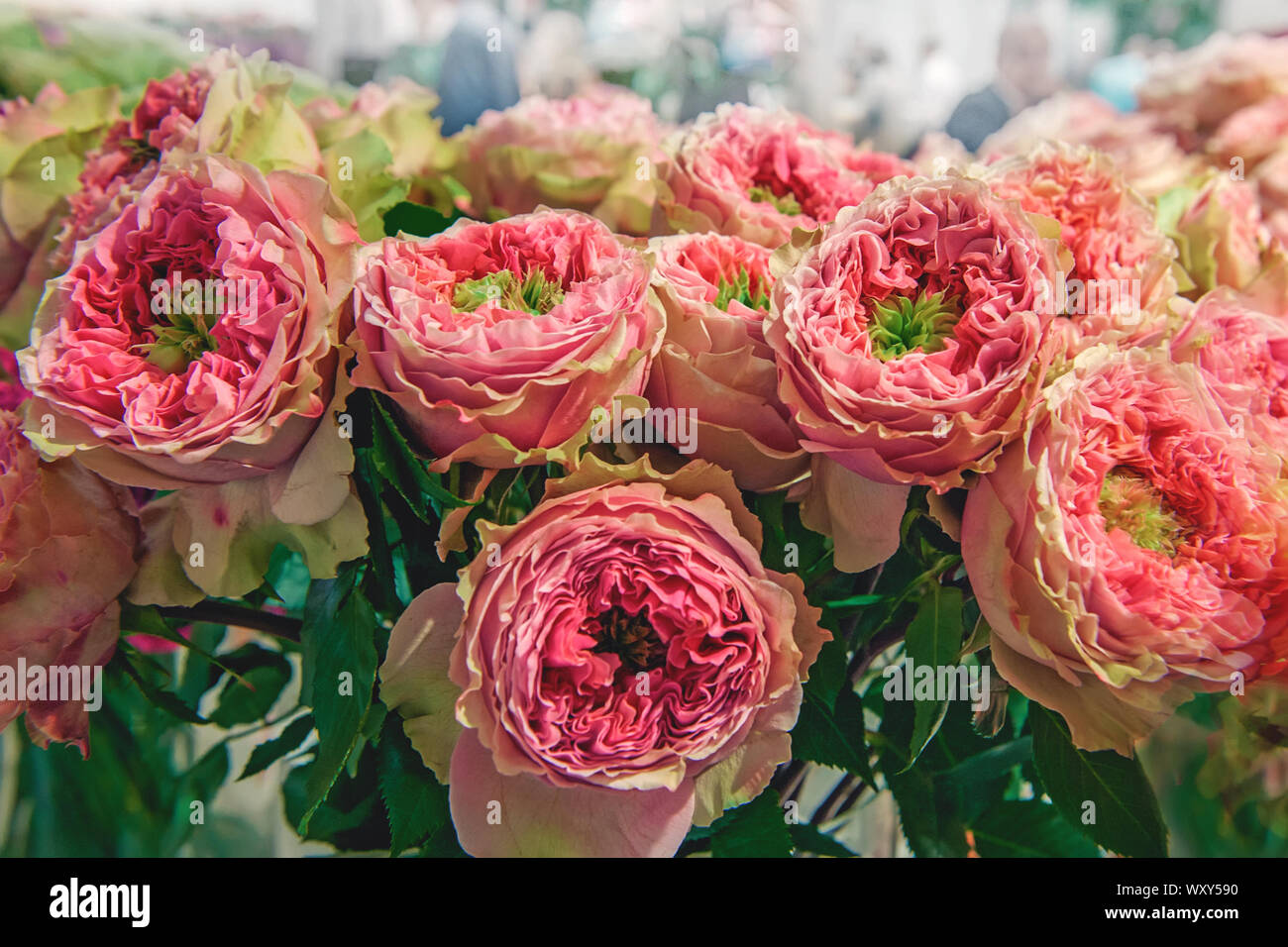 Two tone roses hi-res stock photography and images - Alamy