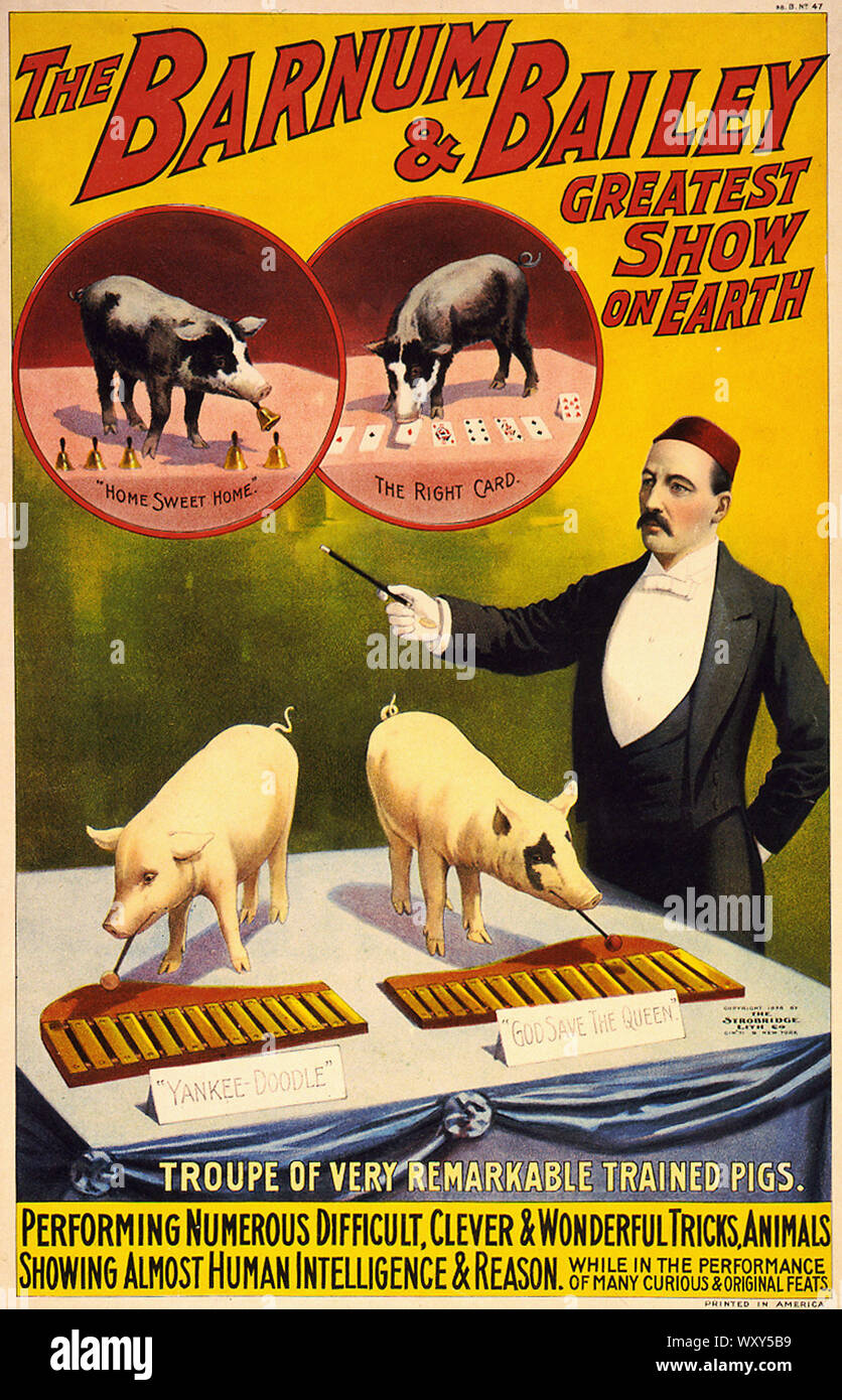 Troupe of Very Remarkable Trained Pigs Poster for Barnum Bailey Ca 1898 ...