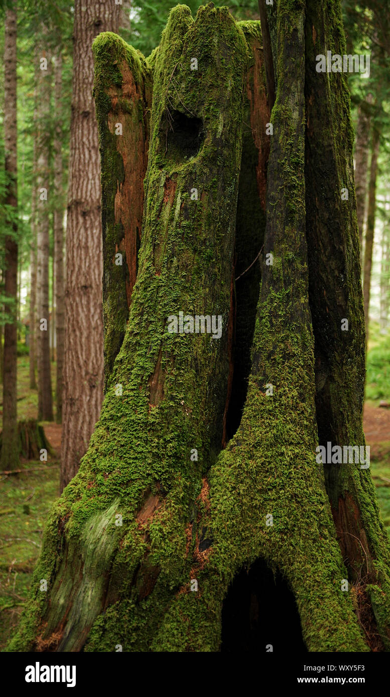 Old Cedar Stump Stock Photo - Alamy