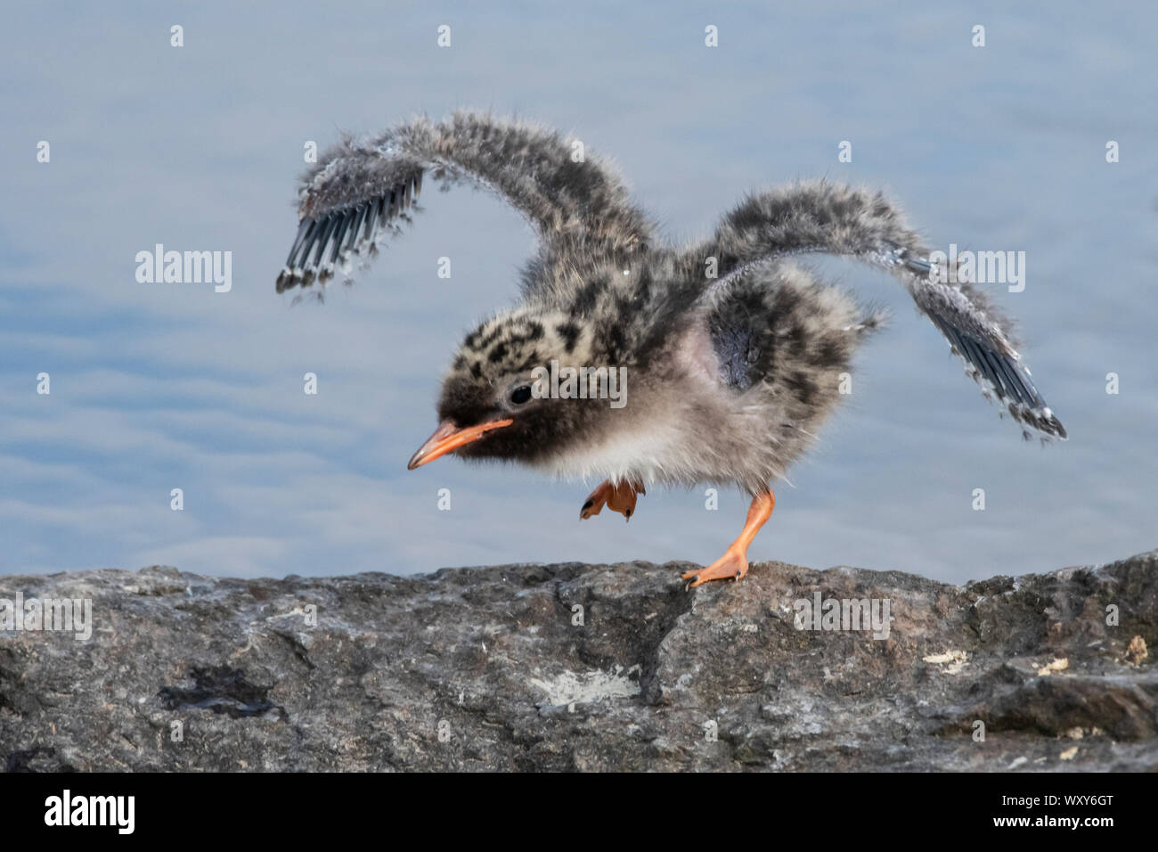 North America; United States; Alaska; Spring; Wildlife; Birds; Arctic ...