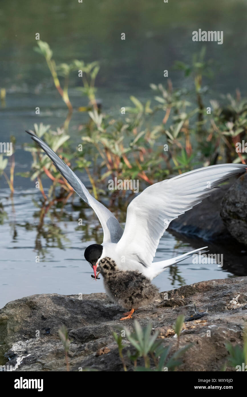 North America; United States; Alaska; Spring; Wildlife; Birds; Arctic ...