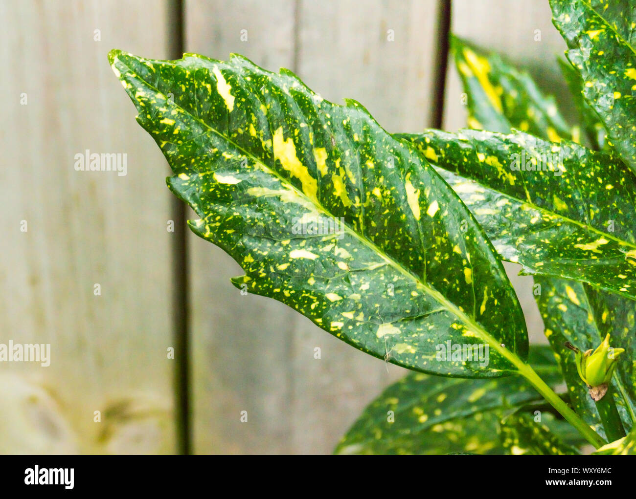 detail of a leaf of the aucuba japonica plant Stock Photo - Alamy