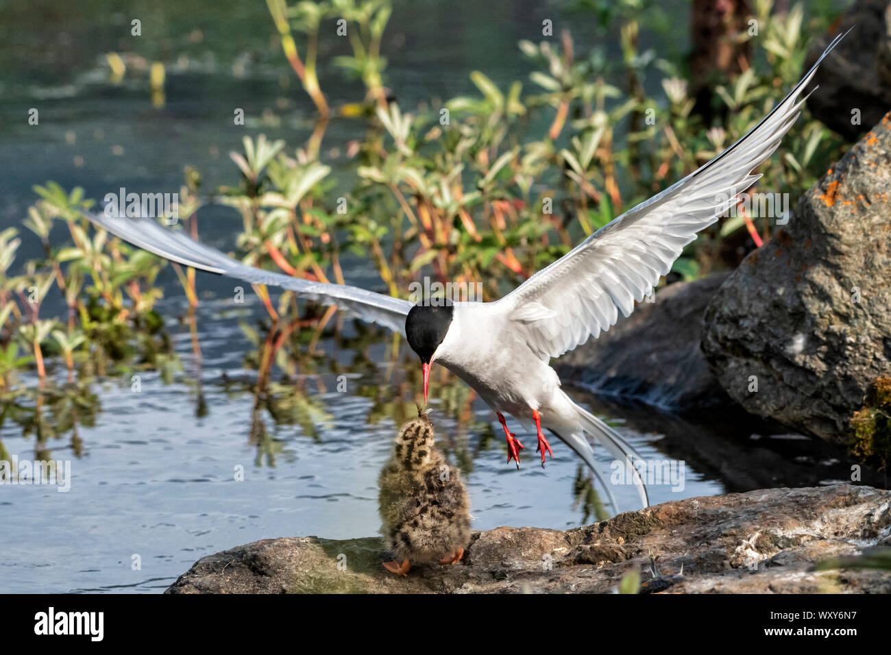 Tern feeding hi-res stock photography and images - Alamy