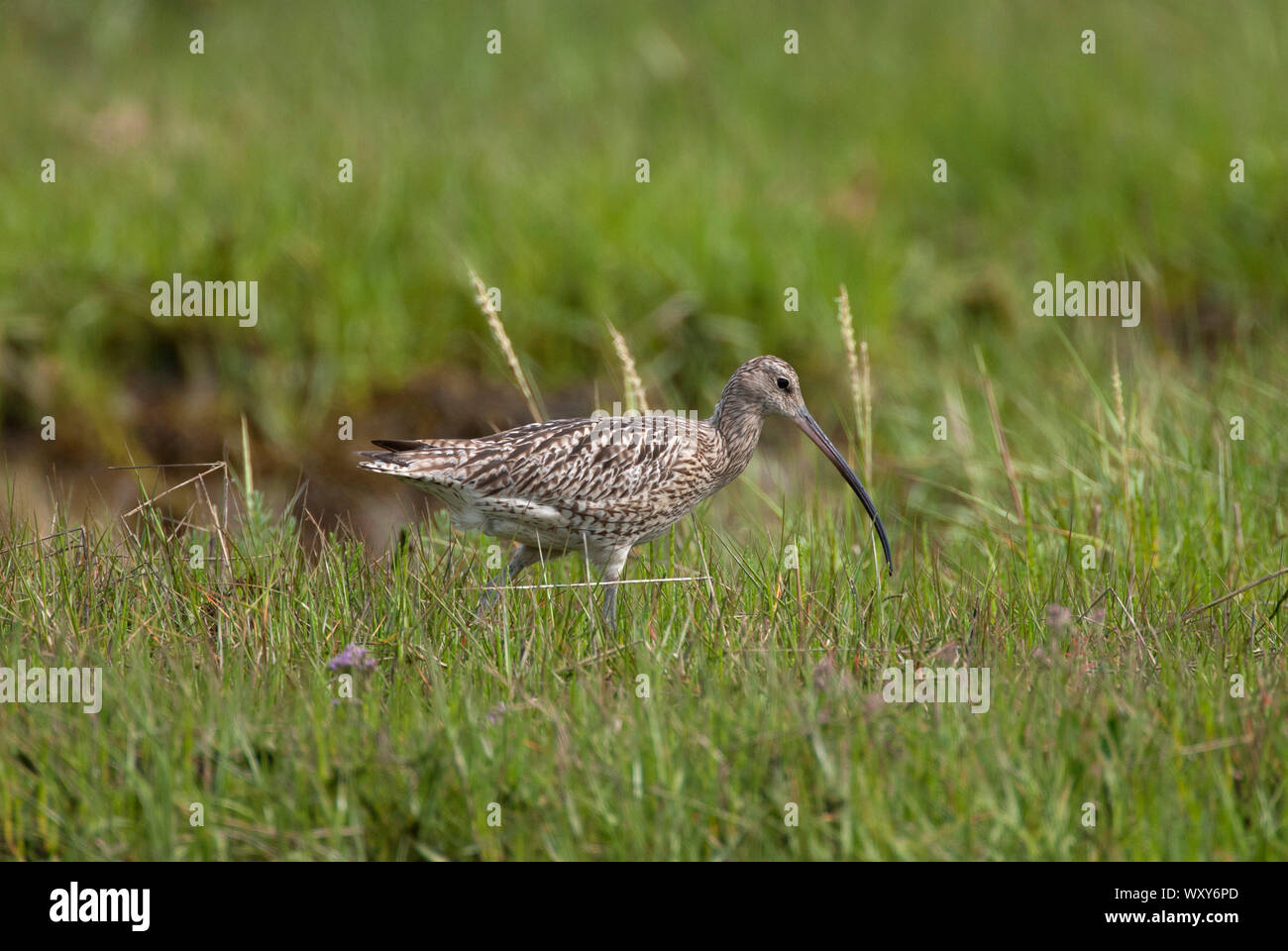 Curlew in grass hi-res stock photography and images - Alamy