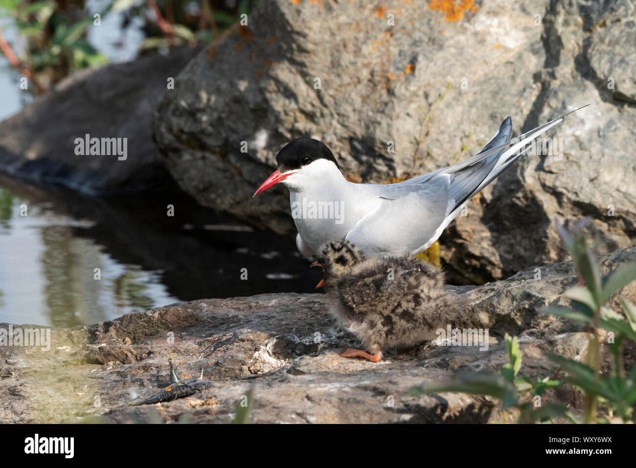 North America; United States; Alaska; Spring; Wildlife; Birds; Arctic ...