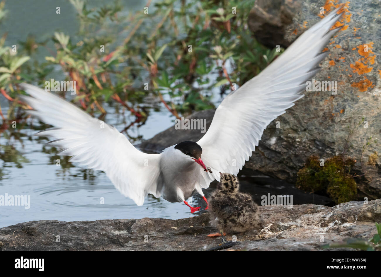North America; United States; Alaska; Spring; Wildlife; Birds; Arctic ...