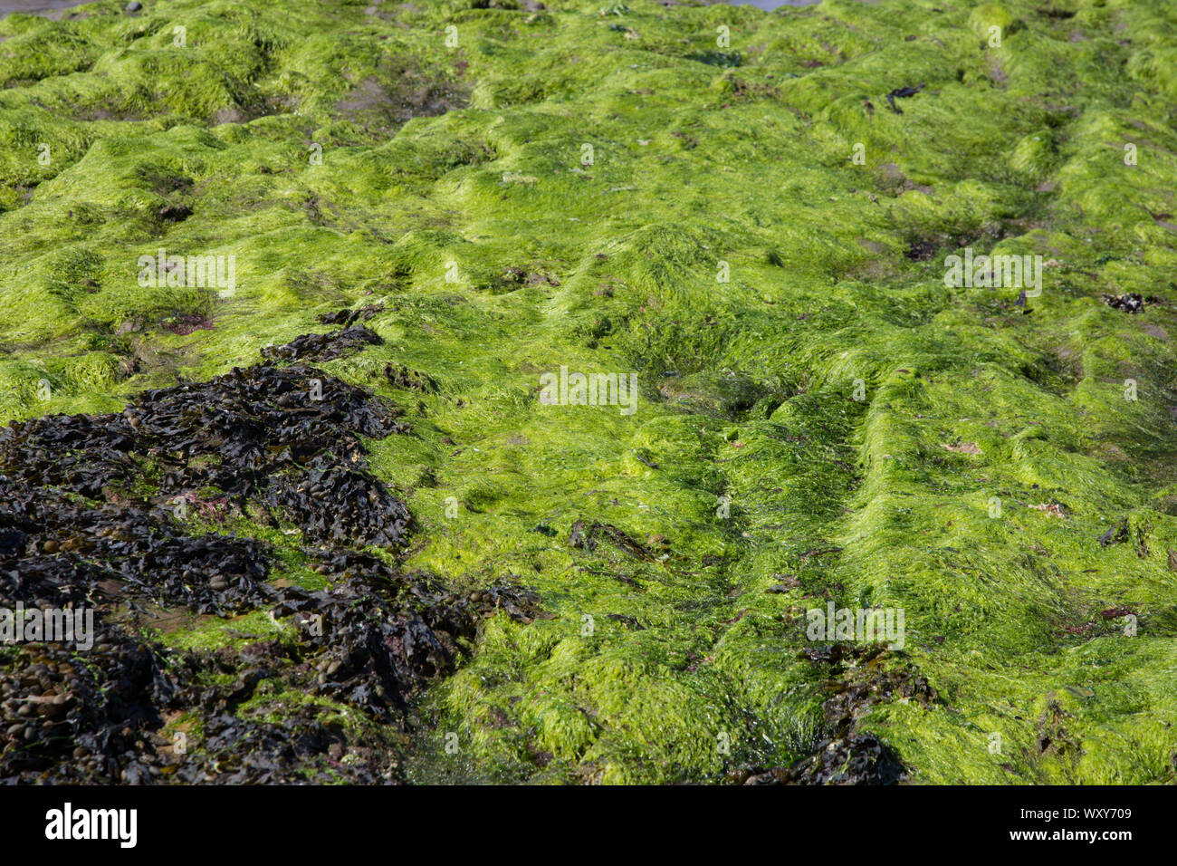 Seaweed and green algae on a coastal beach Stock Photo - Alamy