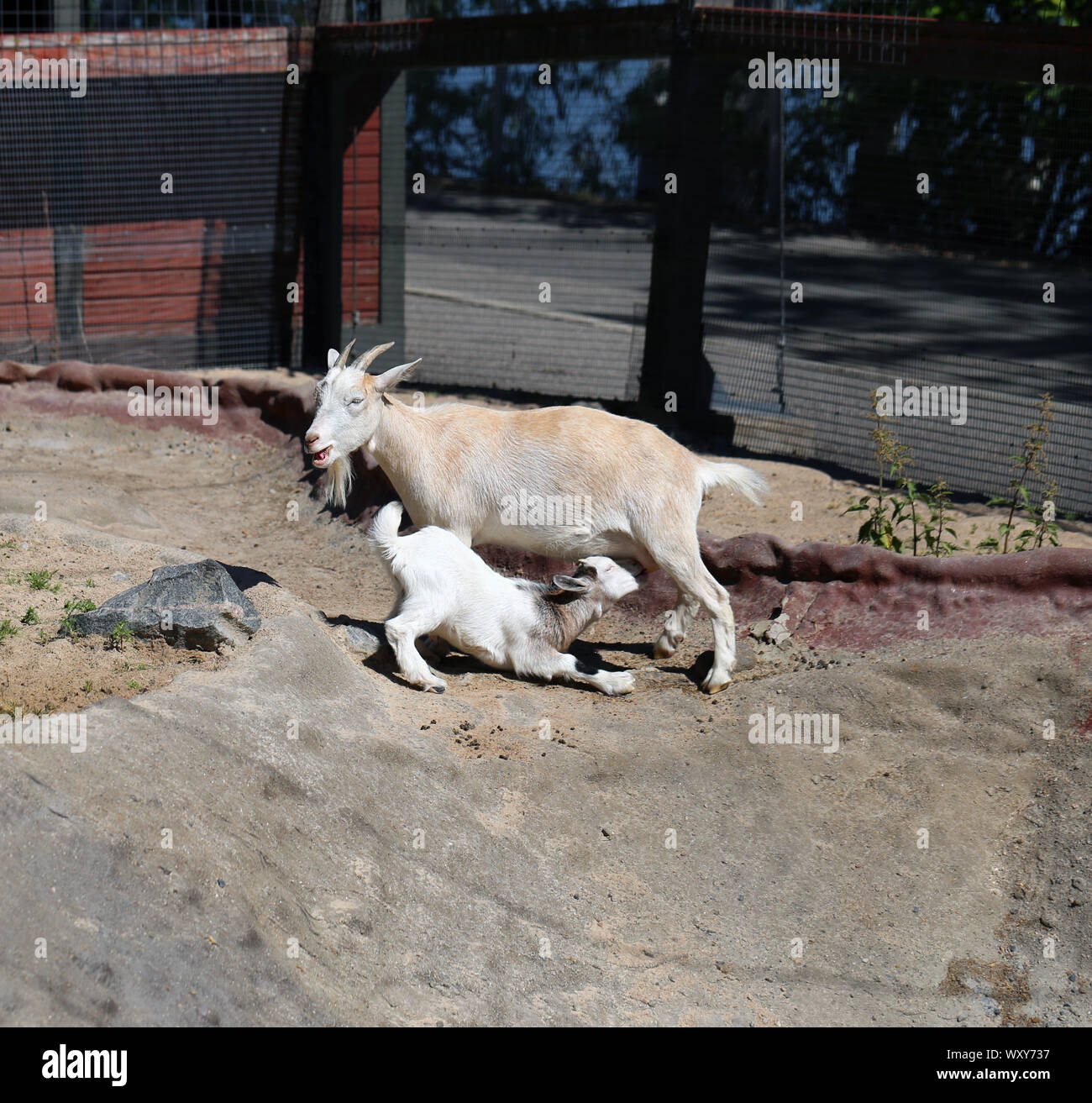 Two adorable and friendly small goats photographed in Korkeasaari ...