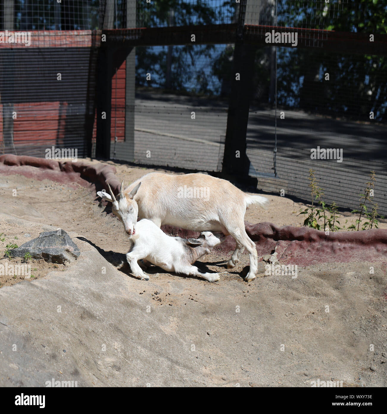 Two adorable and friendly small goats photographed in Korkeasaari ...