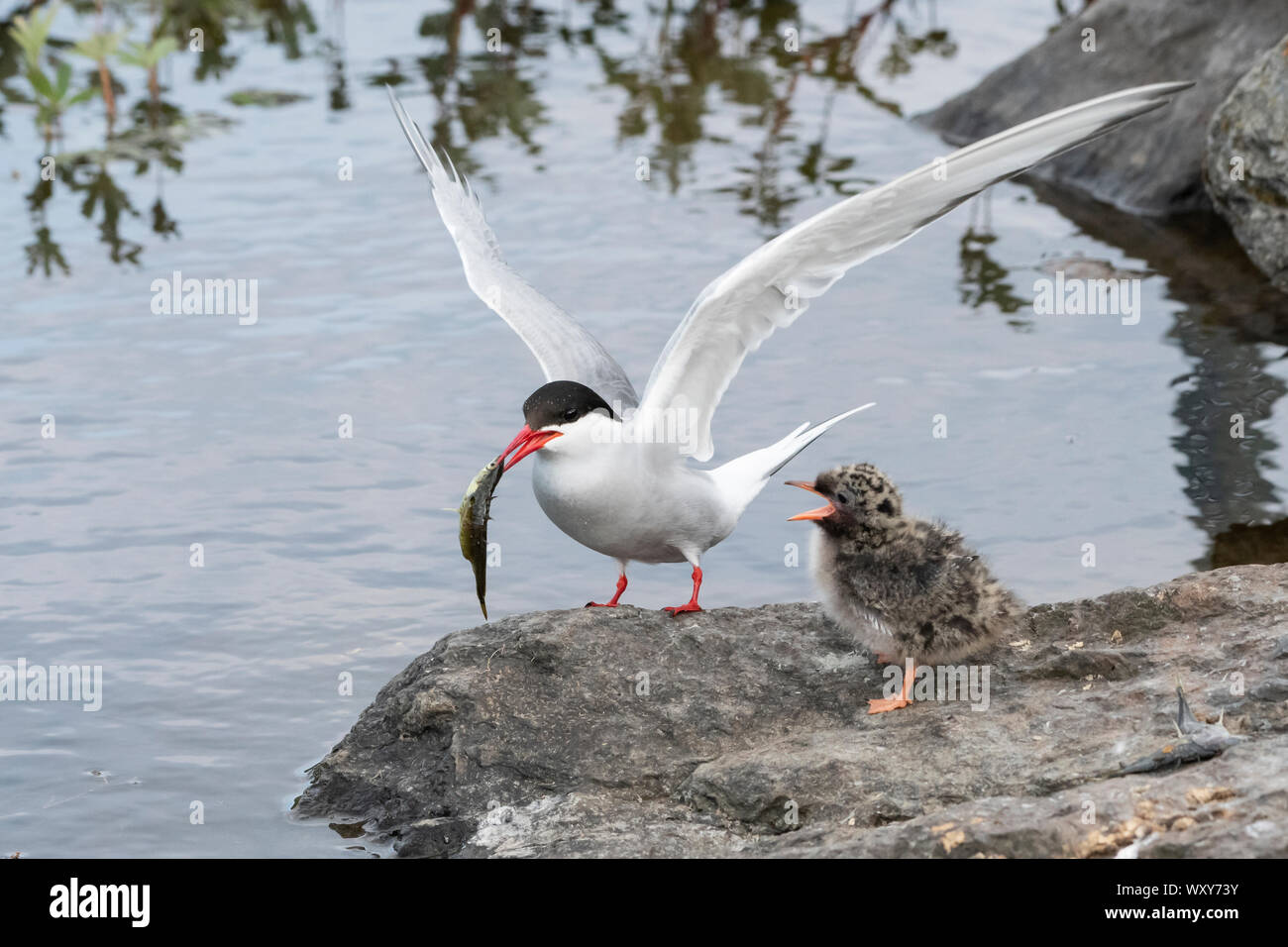 North America; United States; Alaska; Spring; Wildlife; Birds; Arctic ...