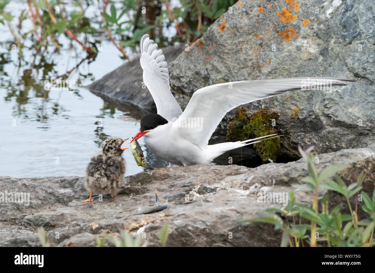 North America; United States; Alaska; Spring; Wildlife; Birds; Arctic ...