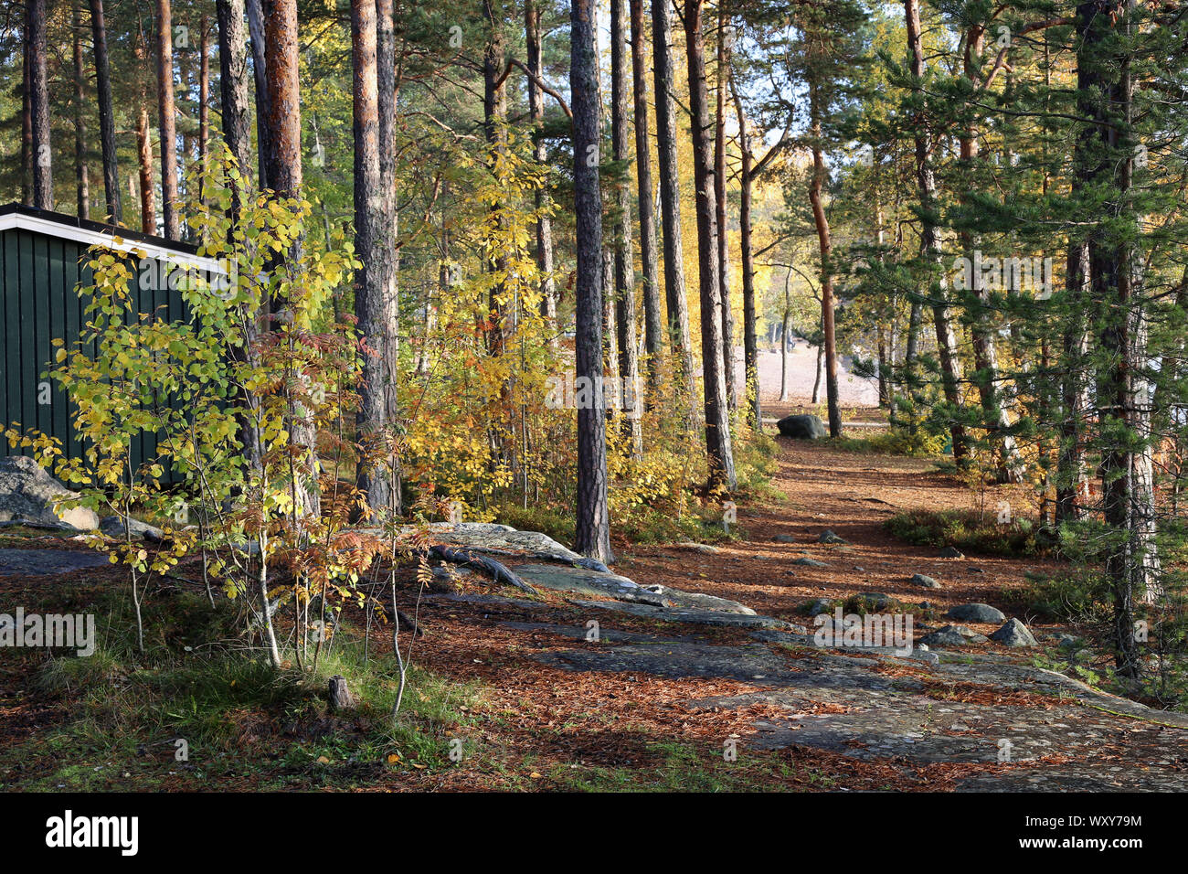 Finnish nature: pine trees, footpath and calm sea. Beautiful fall time ...