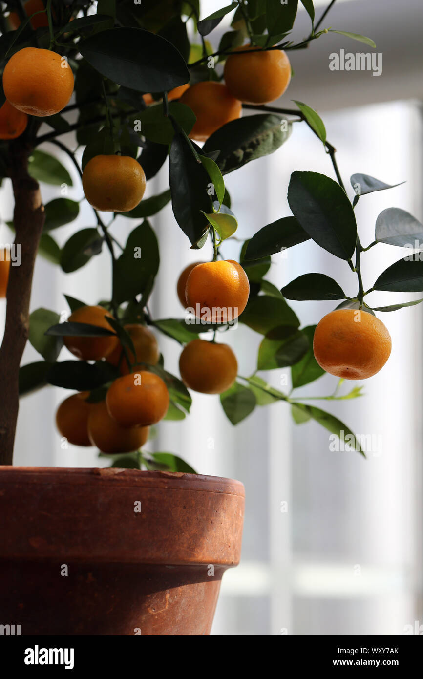 Small tangerine tree in an indoor garden. In this photo you can see the ...