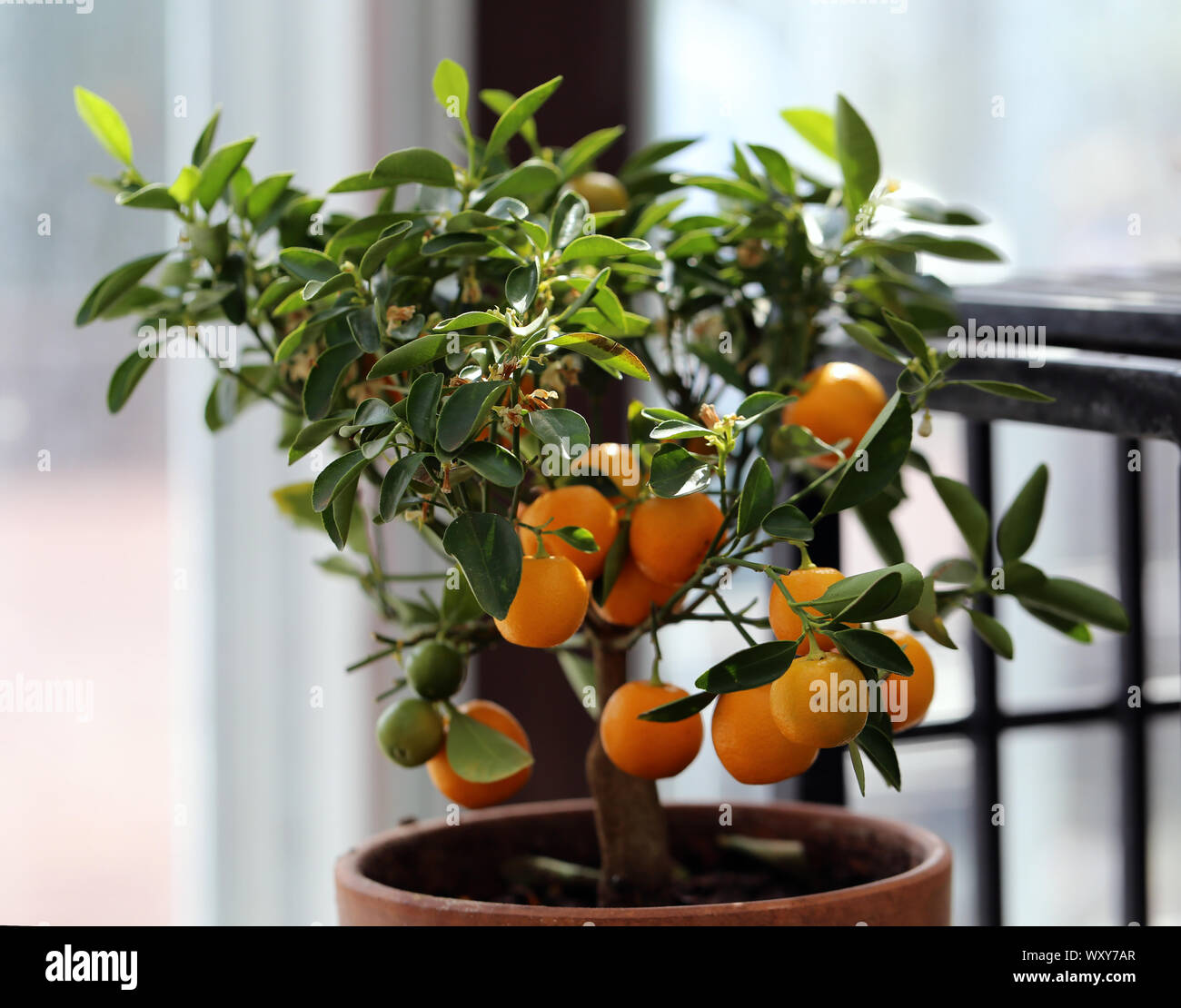Tangerine branches fruits white hi-res stock photography and images - Alamy
