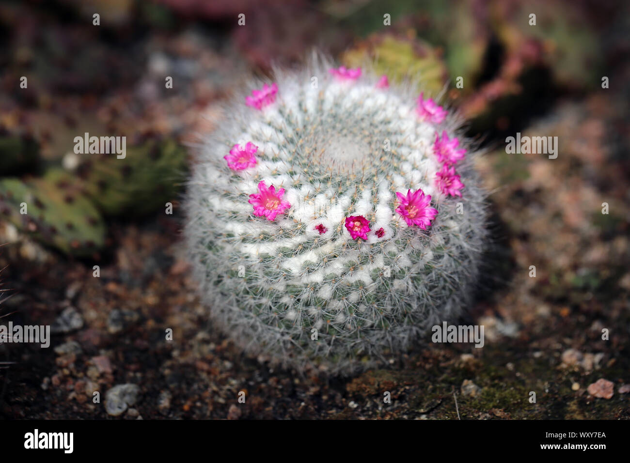 Small green cactus with tiny pink flowers. Beautiful little plants with ...