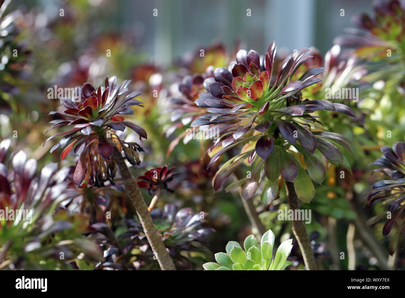 Plenty of light green and red succulent plants from a high angle view ...