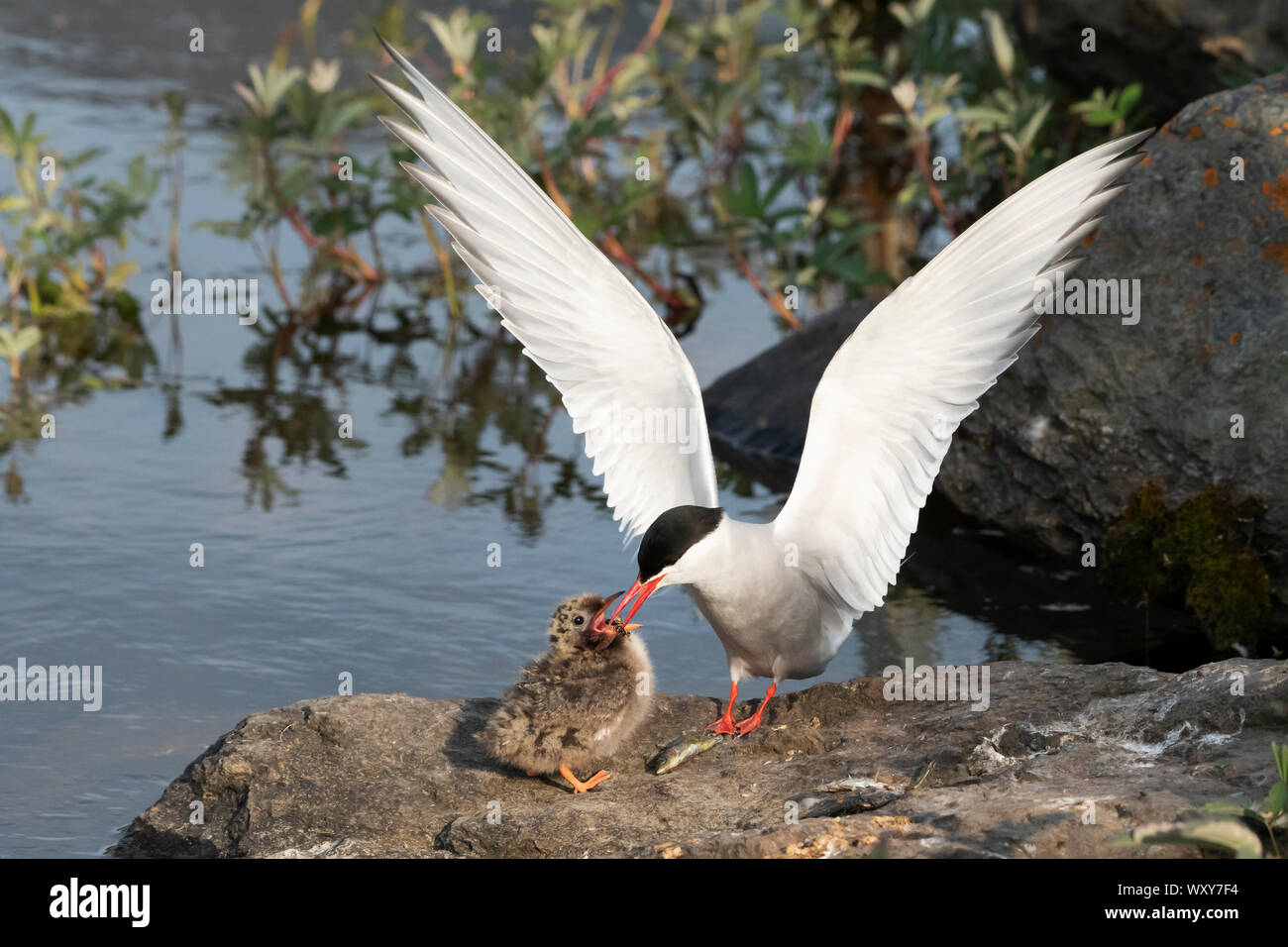 North America; United States; Alaska; Spring; Wildlife; Birds; Arctic ...