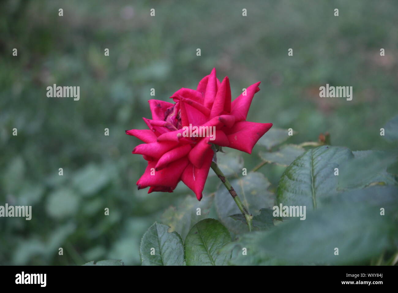 beautiful red rose flowers with leaves Stock Photo - Alamy