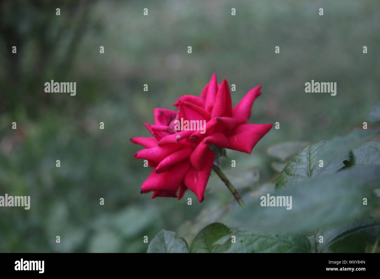 beautiful red rose flowers with leaves Stock Photo - Alamy