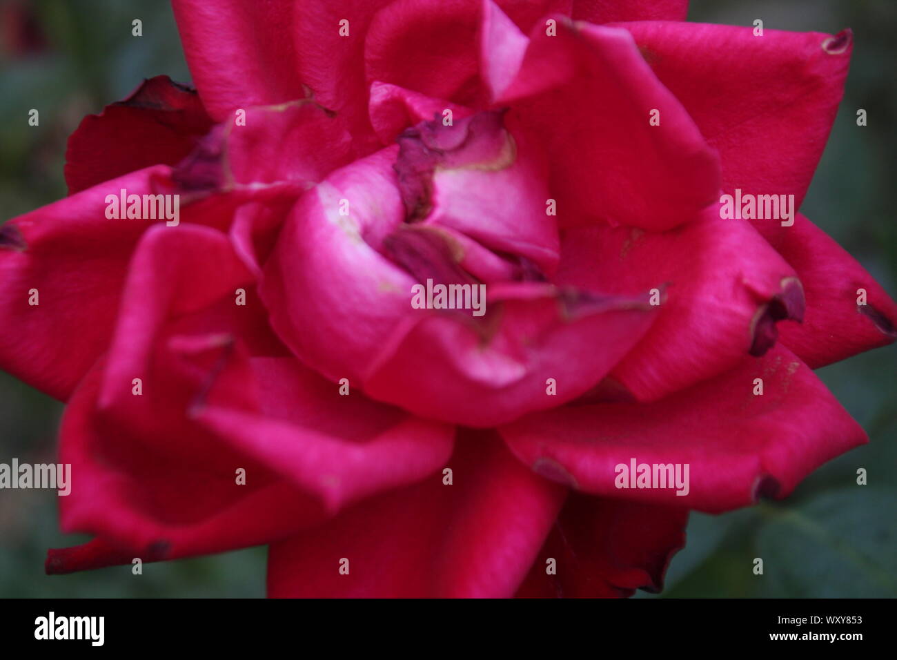 beautiful red rose flowers with leaves Stock Photo - Alamy
