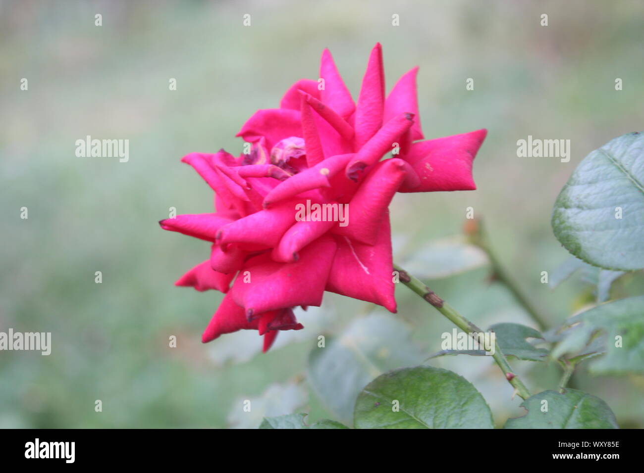 beautiful red rose flowers with leaves Stock Photo - Alamy
