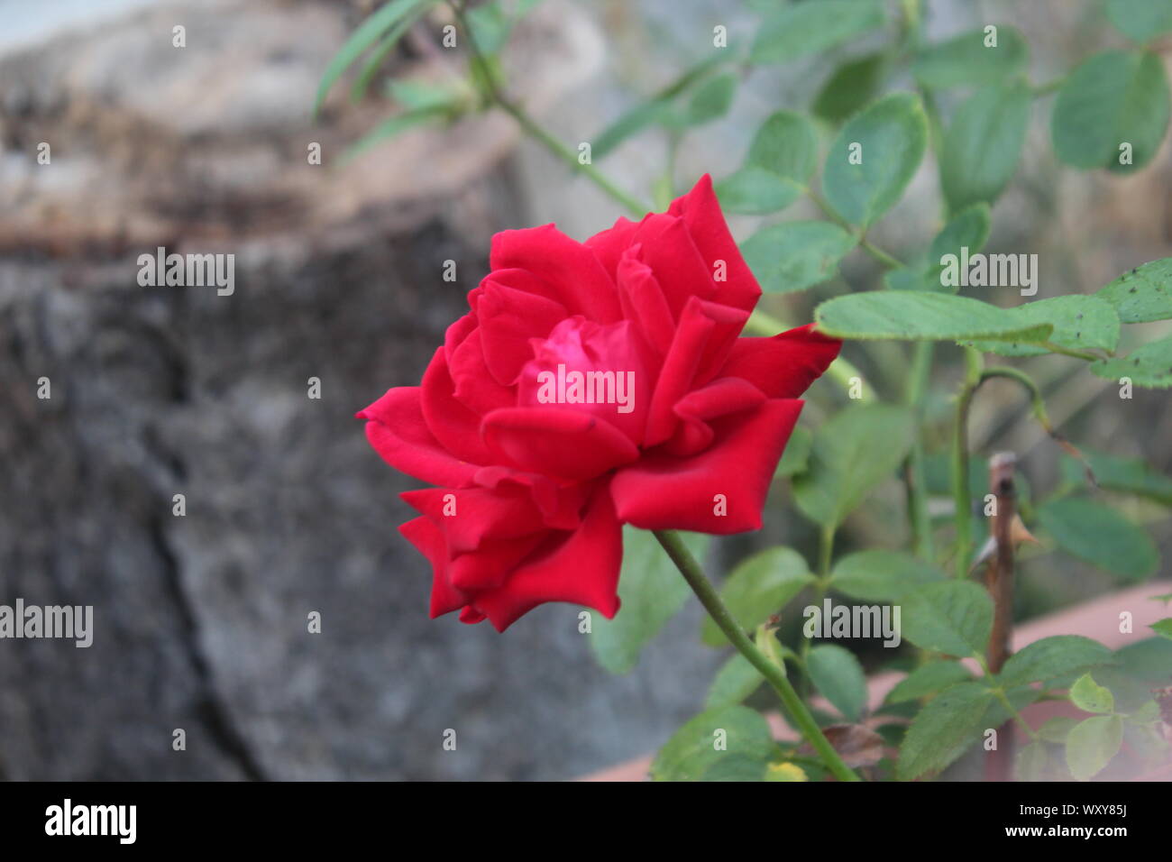 beautiful red rose flowers with leaves Stock Photo - Alamy