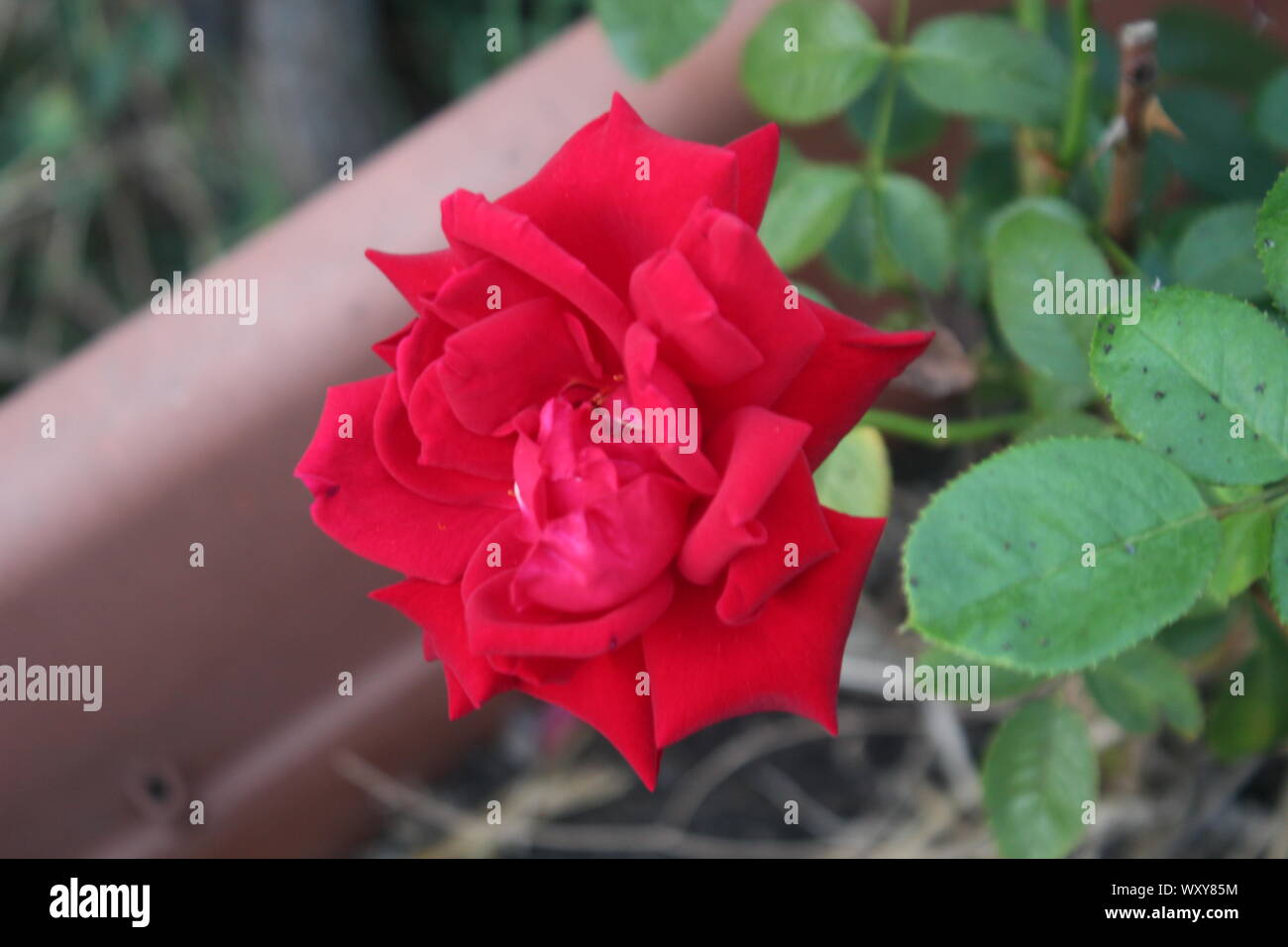 beautiful red rose flowers with leaves Stock Photo - Alamy