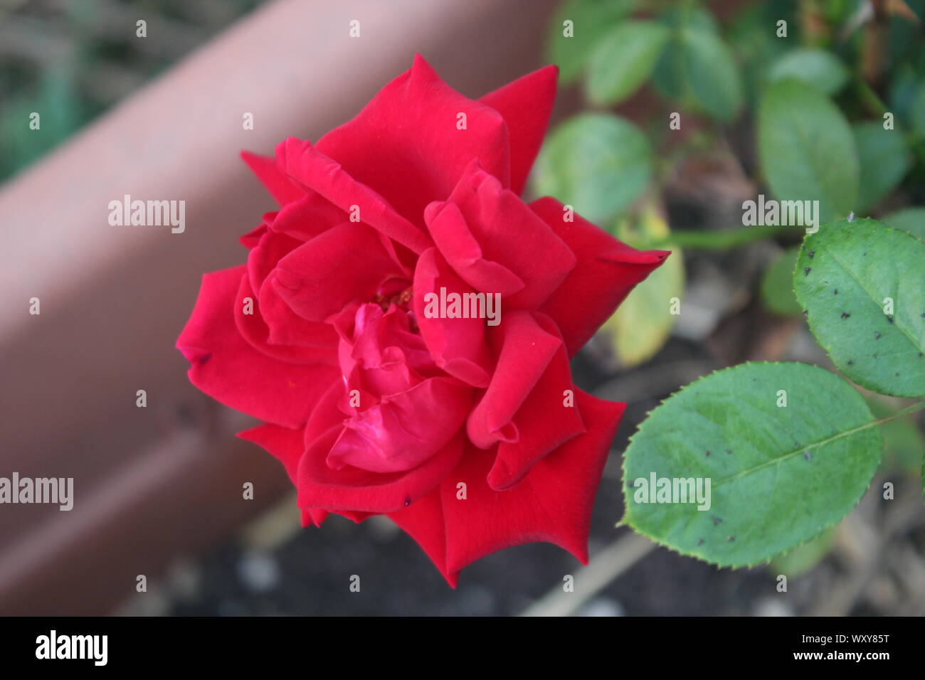 beautiful red rose flowers with leaves Stock Photo - Alamy