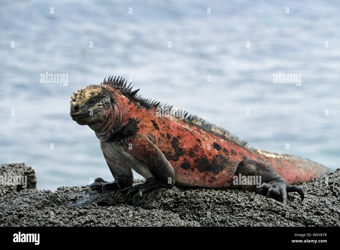 English lizards hi-res stock photography and images - Alamy