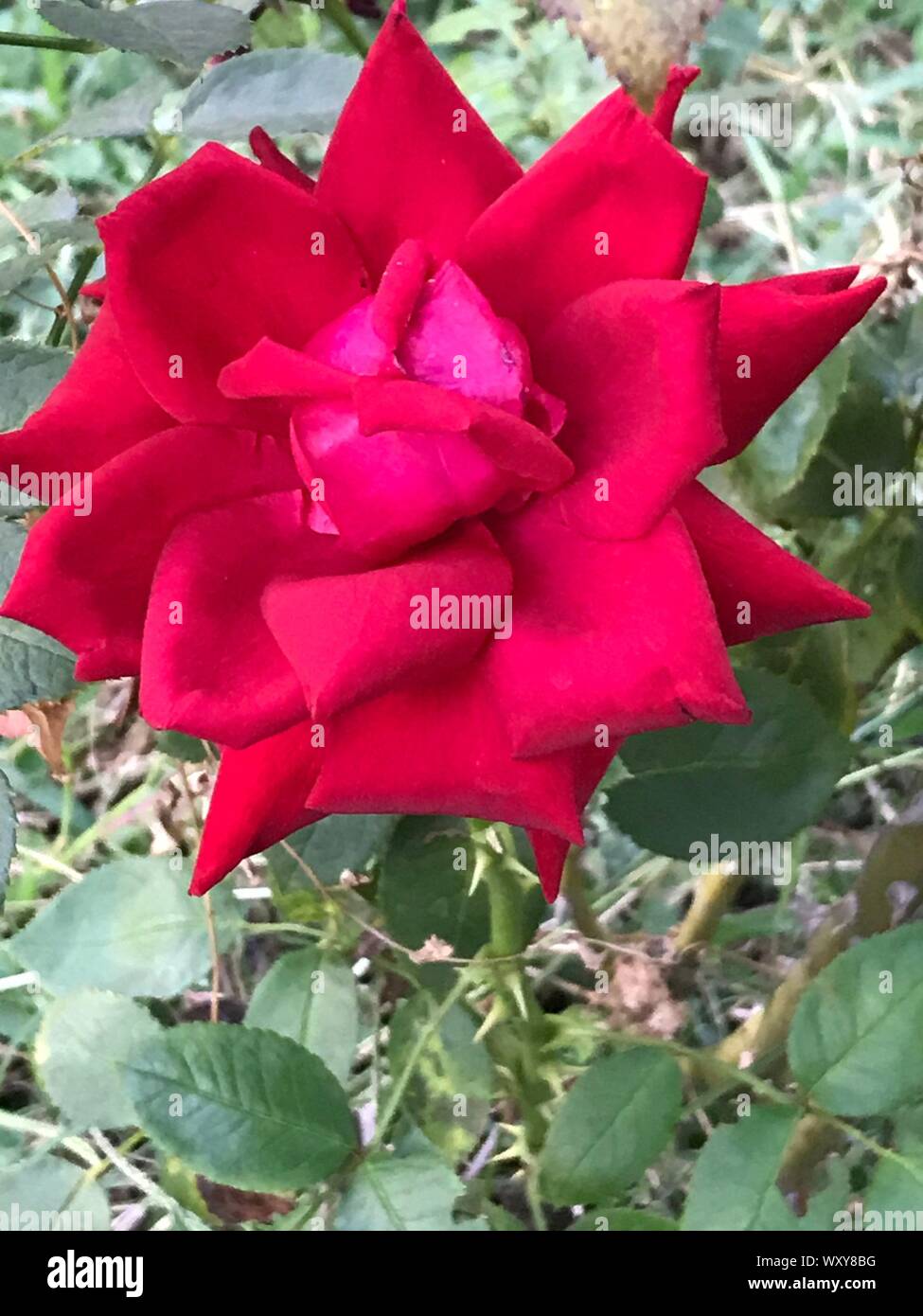 beautiful red rose flowers with leaves Stock Photo - Alamy