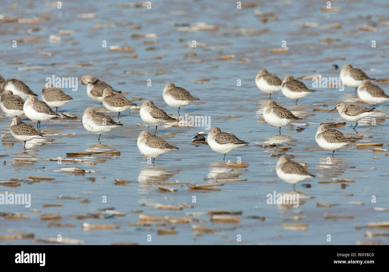 Dunlin,Calidris alpina, Flock of adults in winter plumage resting on ...