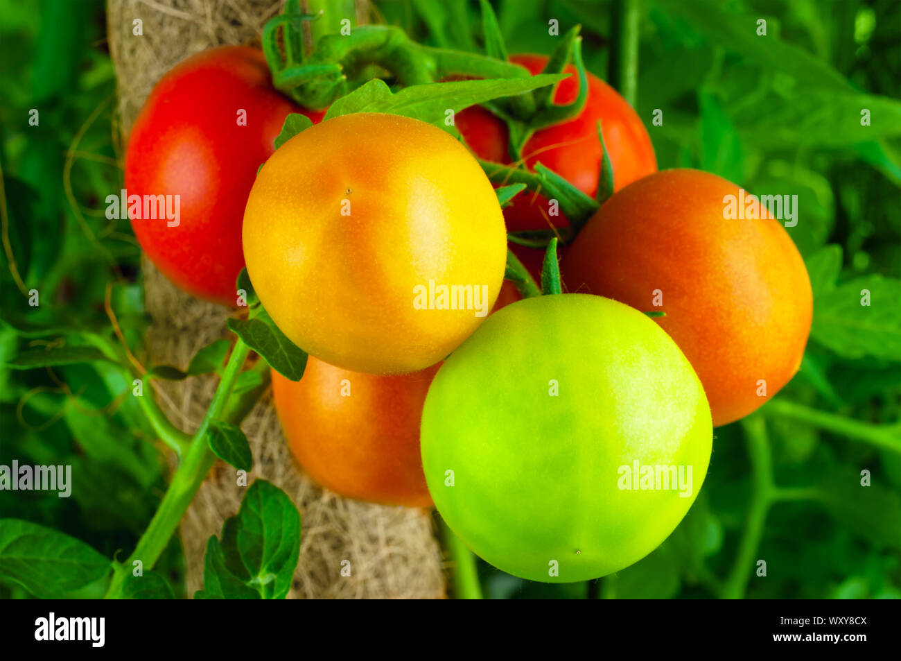 Growing tomatoes on a vine Stock Photo - Alamy