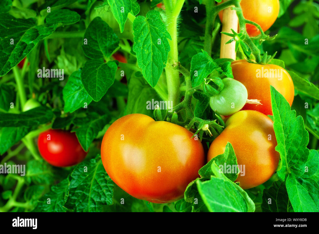 Growing tomatoes on a vine Stock Photo - Alamy