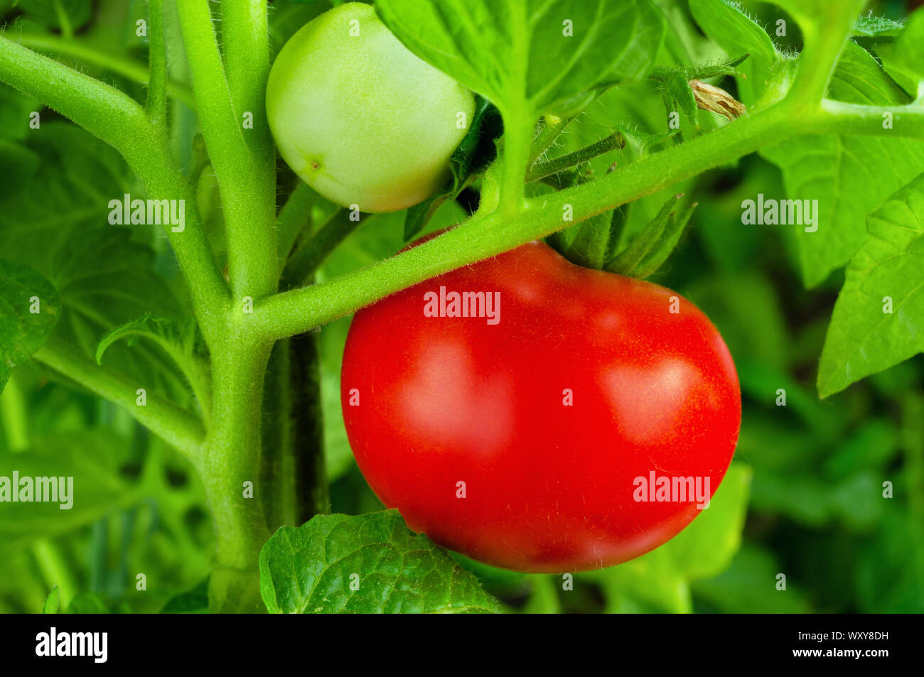 Growing tomatoes on a vine Stock Photo - Alamy